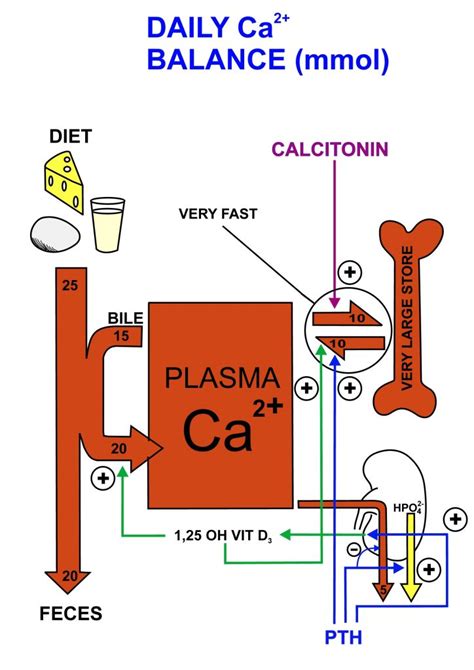 Calcium Regulating Hormones In Humans And Bone Health