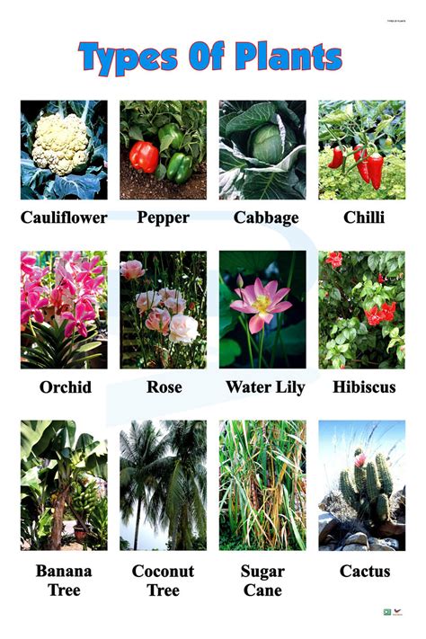 What Are The Different Types Of Plants Give One Example Of Each At William Emery Blog