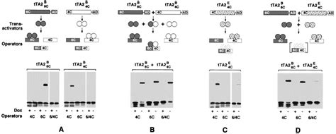 Dna Binding And Dimerization Specificities Of Various Tc Controlled
