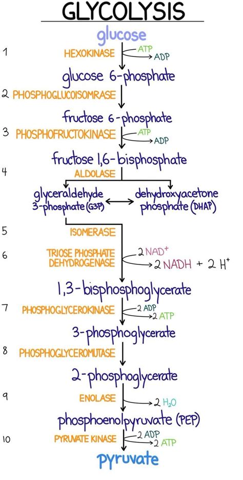 Glycolysis Video Anatomy Definition And Function