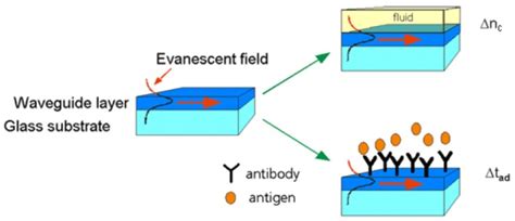 The Principle Of Evanescent Field Sensing A Waveguide Layer On A