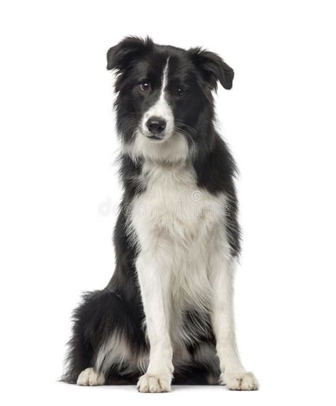 Adorable Black And White Border Collie Puppy Border Collie Standing