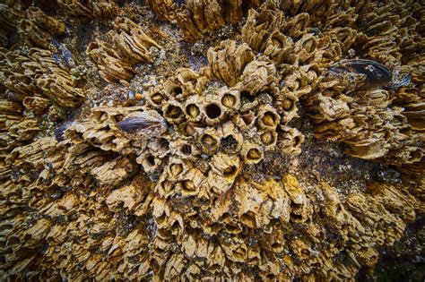 Barnacle Covered Rocks At Low Tide Close Up Stock Image Image Of