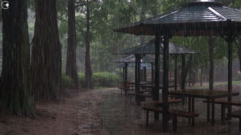 비오는 숲 숙면을 위한 폭우와 천둥소리 불면증 해소 빗소리 Asmr Youtube