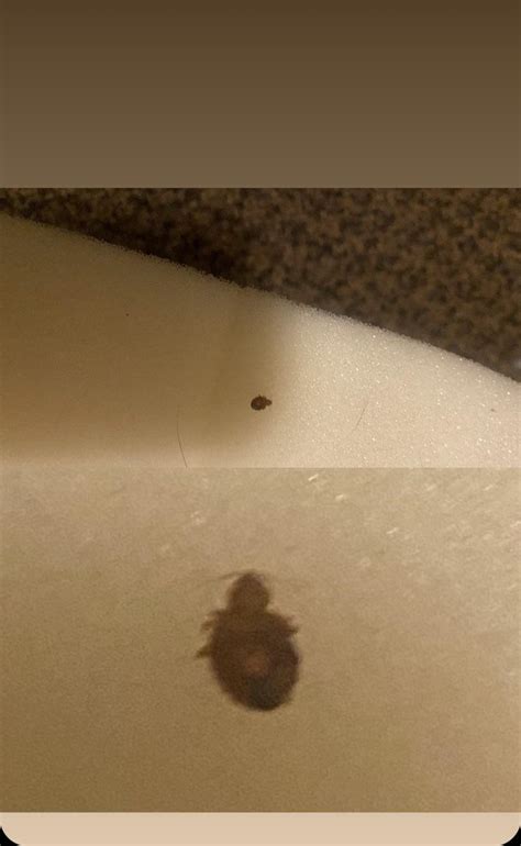 Found Bug And Told My Landlord And They Will Not Take It Seriously They “sent” Someone Over To