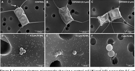Figure 1 From Polystyrene Microbeads Modulate The Energy Metabolism Of The Marine Diatom