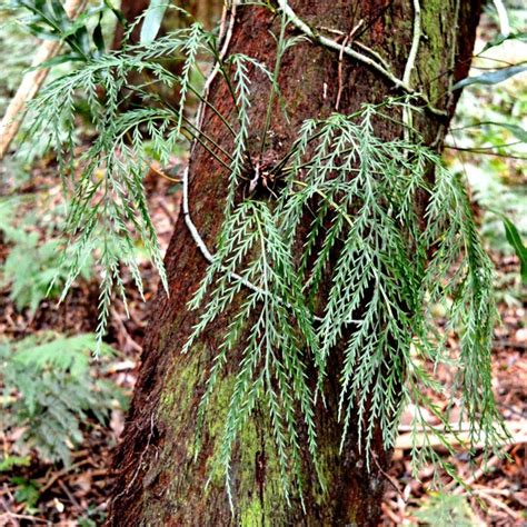 Ferns Of The Southern Sydney Basin Australian Plants Society