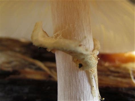 Stinking Dapperling Wild Food Uk