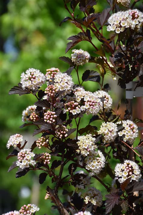 Summer Wine Ninebark Tree Form Physocarpus Opulifolius Seward In