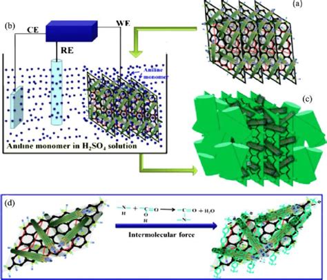 Schematic Illustration Of Anodic Electropolymerization Process A Download Scientific Diagram