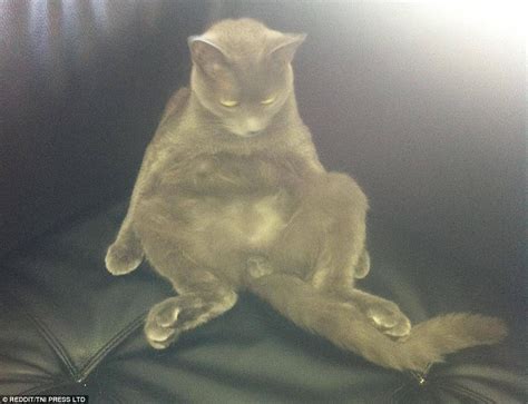 Photos Show Cats High On Catnip Daily Mail Online