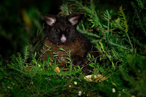 Why And How Should We Accelerate Efforts To Achieve Predator Free