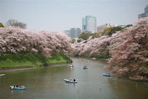 千鳥ヶ淵の桜とボート 2000ピクセル以上のフリー写真素材集