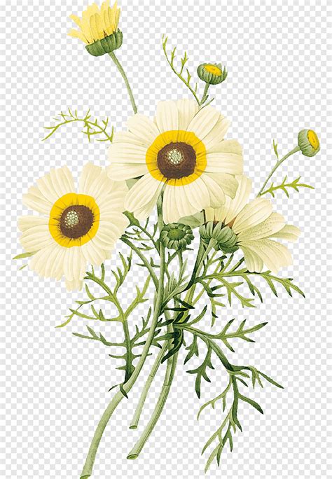 하얀 꽃잎 꽃 식물 그림 식물학 판화 예술 그림 꽃과 꽃 패턴 배경 자료 꽃꽂이 레이블 Png Pngegg