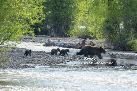 4 마리의 새끼가 스트림을 횡단하는 희귀하고 특이한 곰 사진 예술 0명에 대한 스톡 사진 및 기타 이미지 0명 갈색 강 Istock