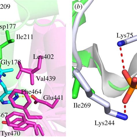 Structure Of The Cofactor Binding Site In Tbtkt A Illustration