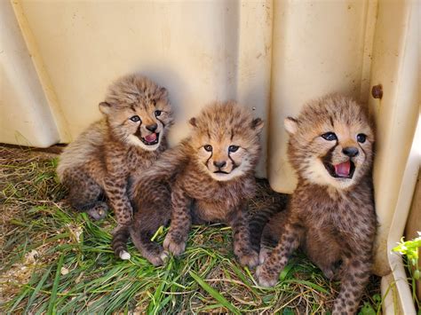 King Cheetah Cubs Saving The Cheetah A Need For Speed Africa