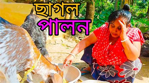 দেশি ছাগল পালন Dashi Chagol Palon Bangla Vlog Youtube