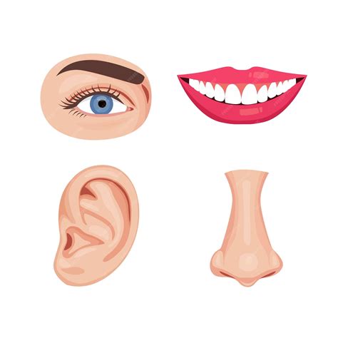인간의 코 부품 눈 입과 귀 세트 벡터 일러스트 컬렉션 프리미엄 벡터