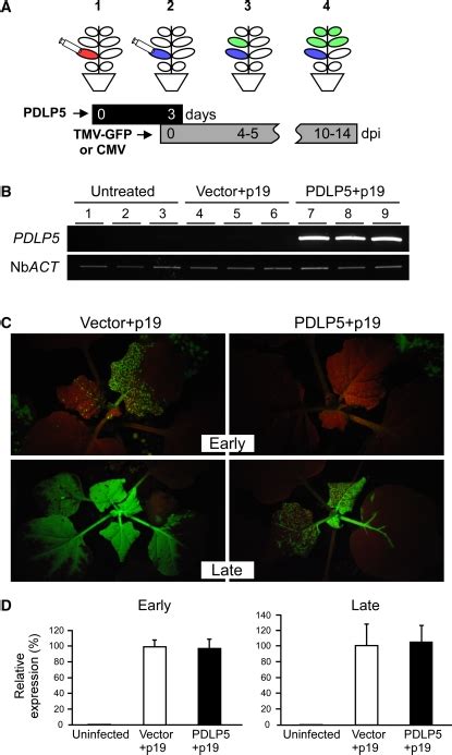 A Plasmodesmata Localized Protein Mediates Crosstalk Between Cell To Cell Communication And