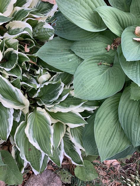 Introduction To Genetics And Genomics Book Recommendation For A Beginner