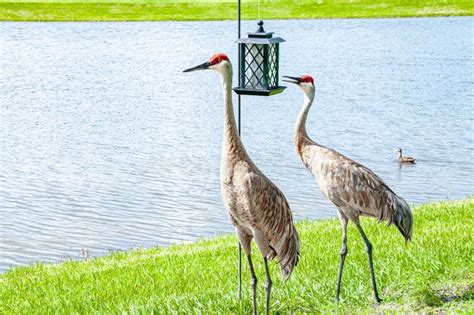 Two Sand Hill Cranes Disappointed At Finding An Empty Bird Feeder