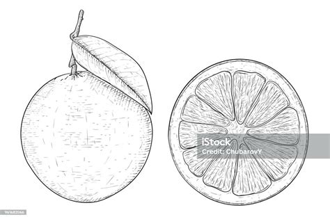 슬라이스 오렌지입니다 흑인과 백인 손으로 그린된 스케치 0명에 대한 스톡 벡터 아트 및 기타 이미지 0명 감귤류 과일