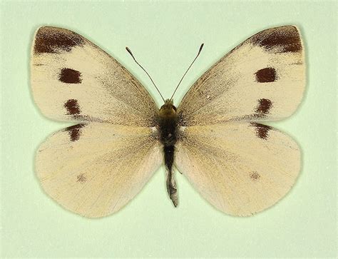 Small White Pieris Rapae Butterfly Aberrations