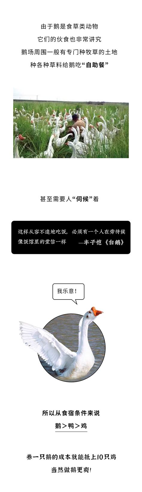 做鸡做鸭做鹅哪个更幸福 百科TA说