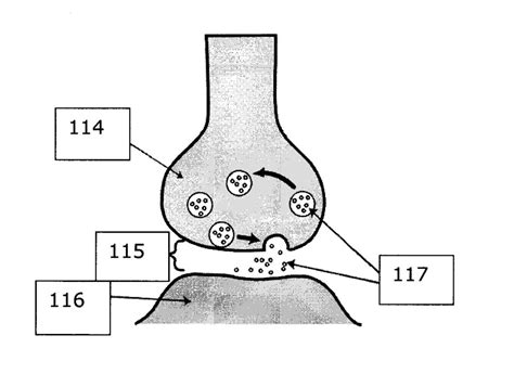 Synapse Diagram Quizlet