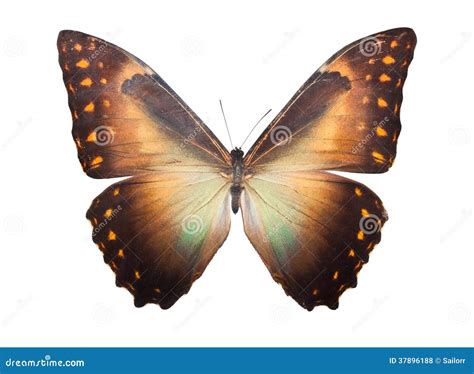 Borboleta Morpho Telemachus Foto De Stock Imagem De Monarca Wildlife 37896188