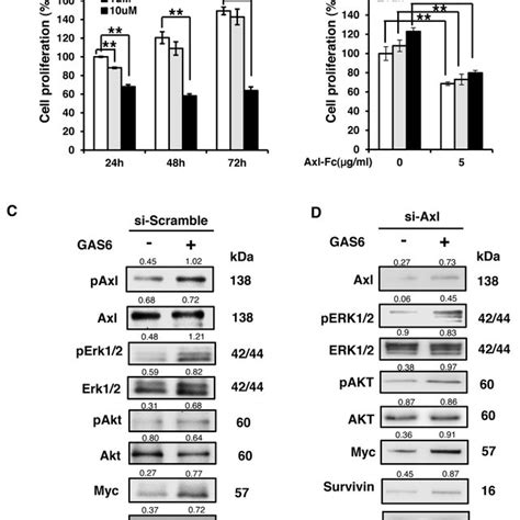 Gas6 Induces Schwann Cell Proliferation A Time And Dose Dependent