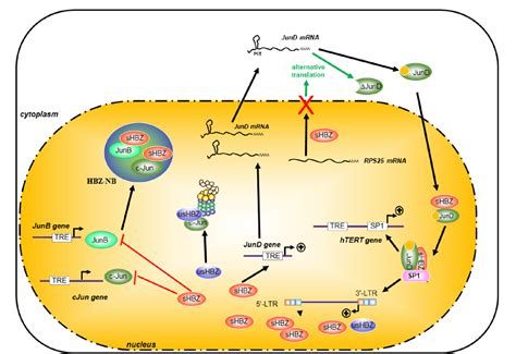 Figure 4 From Hijacking Of The Ap 1 Signaling Pathway During Development Of Atl Semantic Scholar