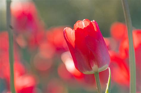 배경의 붉은 꽃과 녹색 단풍을 배경으로 눈에 띄는 여러 층의 생생한 빨간 튤립의 클로즈업 부드럽고 확산 된 조명 무성한 정원