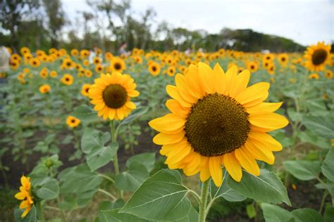 เปิดพิกัดทุ่งดอกทานตะวันในกรุงเทพฯ พร้อมวิธีเดินทาง เช็คเลย