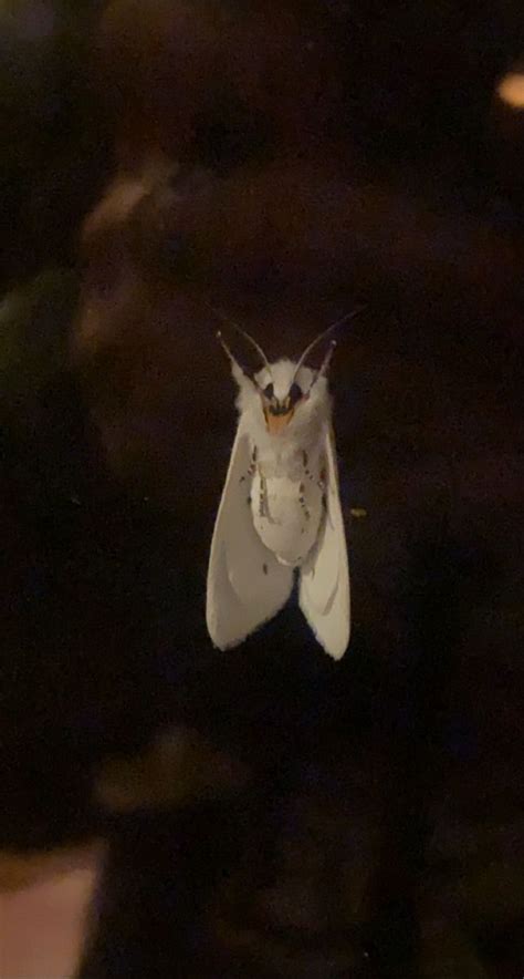 Cool White Fuzzy Moth Aesthetic Moth Fuzzy Animals
