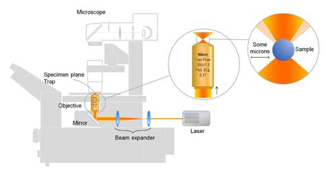 Optical Tweezers Tutorial