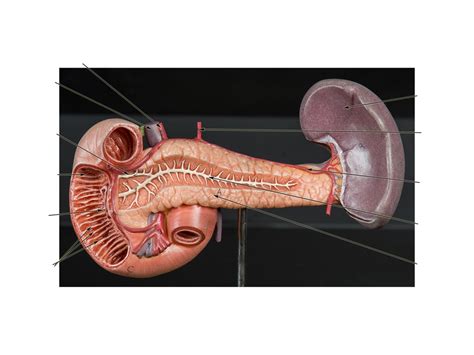 Pancreas Duodenum And Spleen Diagram Quizlet