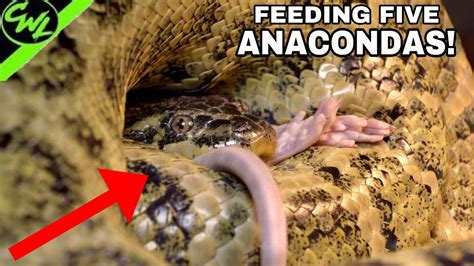 What Kind Of Food Does An Anaconda Eat At Darrell Coria Blog