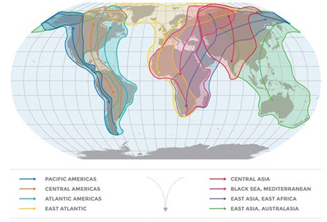 The Flyways Concept Can Help Coordinate Global Efforts To Conserve