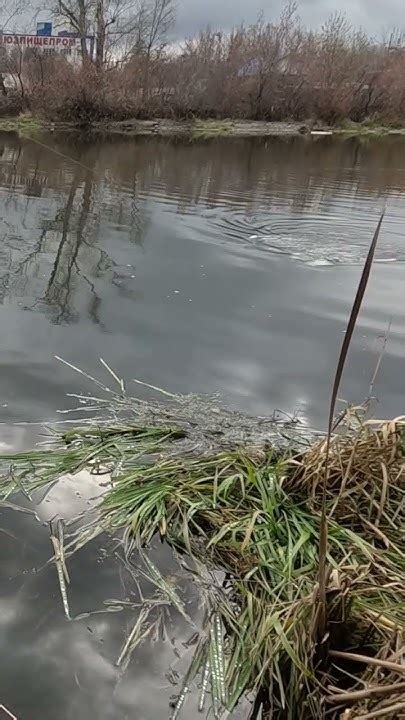 ЩУКА ОСЕНЬЮ #fishing #челябинск #рыбалка #спиннинг #новости #nature # ...