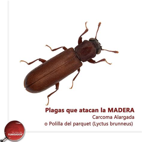 La Plagas Que Atacan La Madera… La Polilla Del Parquet 3 “carcoma Alargada” O “polilla Del