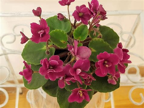 Jolly Ruby Africké Fialky Saintpaulia African Violets