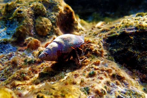 Saltwater Aquarium Crabs