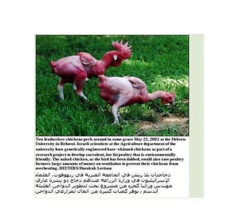 Kfc Featherless Chickens