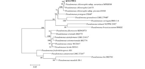 Phylogenetic Tree Based On Concatenated Nucleotide Sequences Of Seven