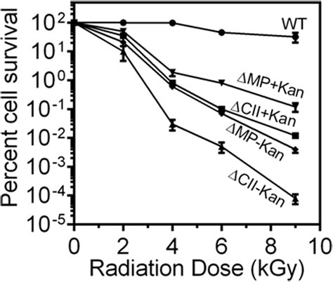 Deinococcus Radiodurans Gram Stain
