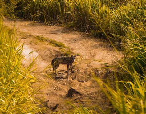 시기리야 사자 바위 하이킹 마을 투어 And 코끼리 사파리 Getyourguide