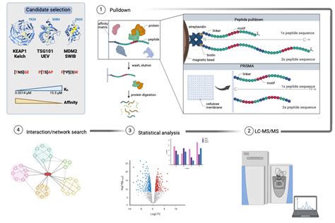 flowchart of the peptide pulldown approaches tested together with an