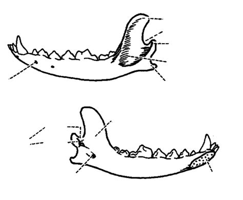 Diagram Of Mandible Quizlet